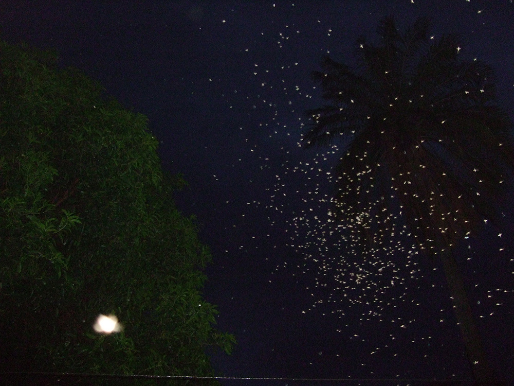 Mosquito Mating Behavior Reveals Surprising Insights For Malaria Control And Drone Technology