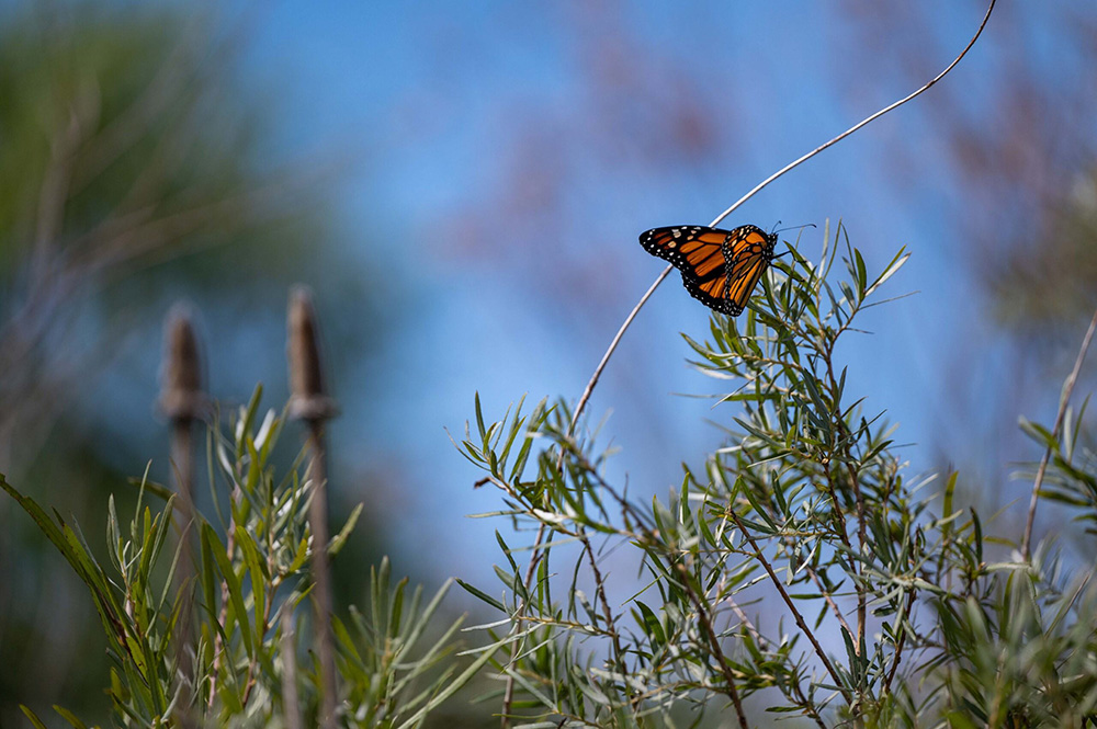 New Conservation Strategy Launched to Protect Monarch Butterflies as ...